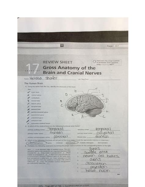 Anatomy And Physiology Chapter 7 Review