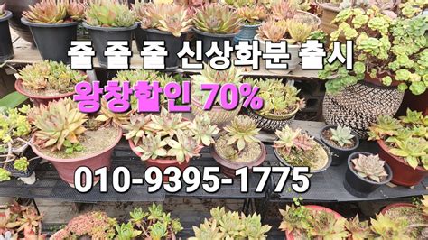 줄 신상화분출시 다육 다육화분 분갈이흙 화분 010 9395 1775 Youtube