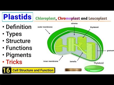 Leucoplast In A Plant Cell