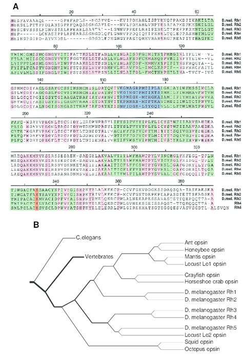 A Sequence Alignment Of D Melanogaster Opsins The Five Drosophila Download Scientific