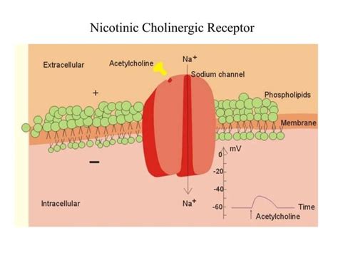 Neuromuscular Blockade And Reversal Agents And Monitoring Pptx Brain