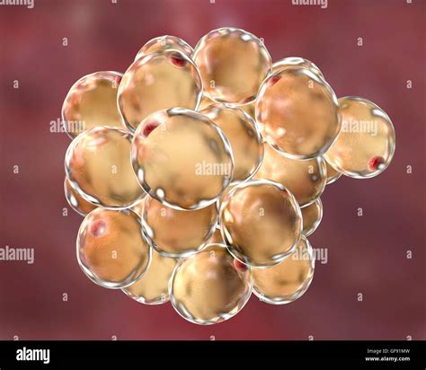 Adipose Tissue With Adipocytes