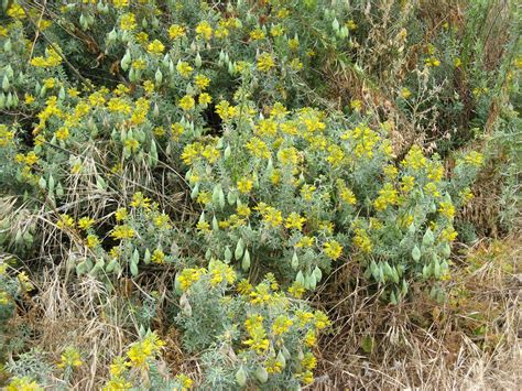 Bladderpod Nature Collective