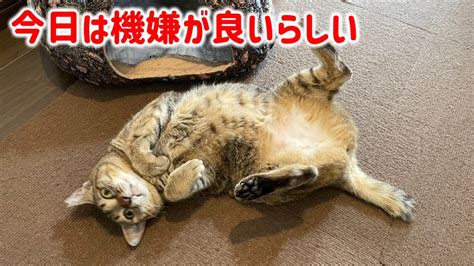 下半身不随猫のなずな様のほのぼのとした日常 Youtube