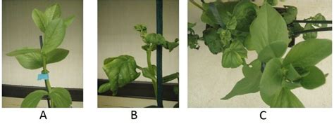 Symptômes Causés Par Le Faba Bean Necrotic Stunt Virus Sur La Fève A Download Scientific