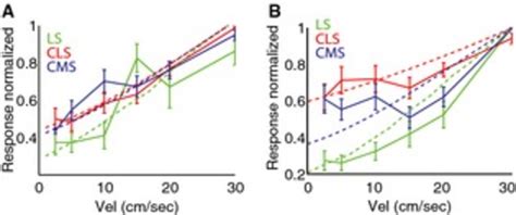 A Simple Model Of Ell Pyramidal Cell Receptive Field Organization Can