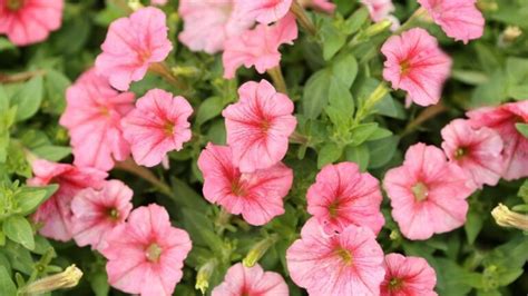 31 Flores Rosa Para Deixar O Seu Jardim Apaixonante