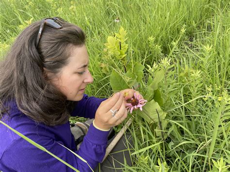 2023 Update Pollen Addition And Exclusion The Echinacea Project