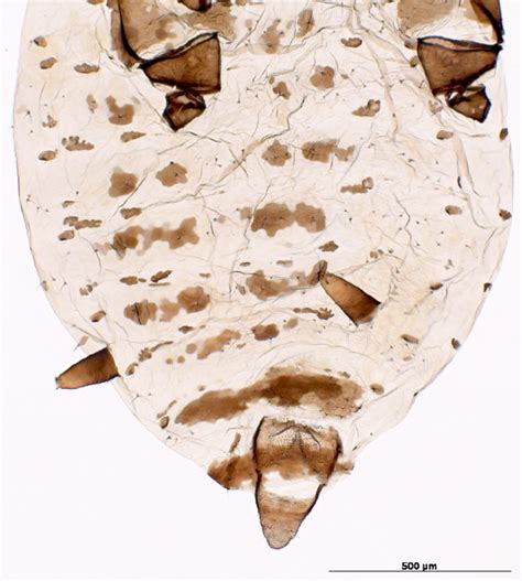 Aphid Brevicoryne Brassicae