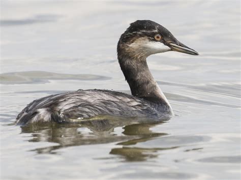 Horned Grebe Hogr Land Trust Bird Conservation Initiative