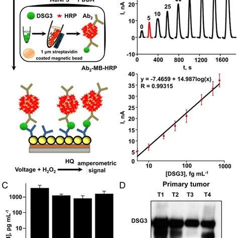 Validation Of Dsg3 Expression In Normal And Malignant Hnscc Normal Oral