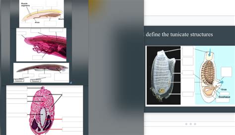 Chordates Lancelet Larvae Tunicate Tunicate Adult Diagram Quizlet