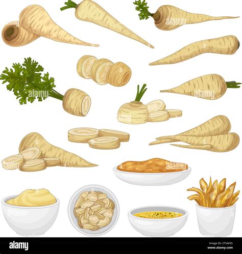 Parsnip Icons Set Cartoon Vector Botanical Carrot Root Diet Healthy Culinary Stock Vector
