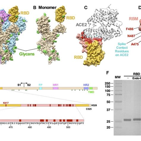 Structural Features Of SARS CoV 2 S Protein And RBD Immunogen A A