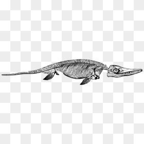 Ichthyosaurus Fossil Clipart Hd Png Download Vhv