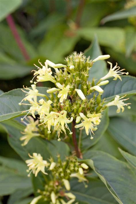 Honeysuckle