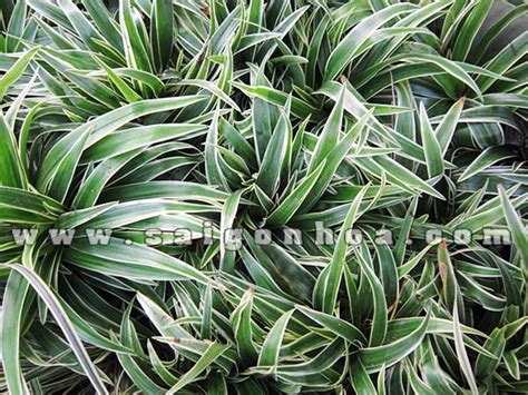 Cây Cỏ Lan Chi • Sài Gòn Hoa