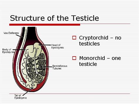 Animal Reproduction Lesson 1 Male Reproductive System Lesson