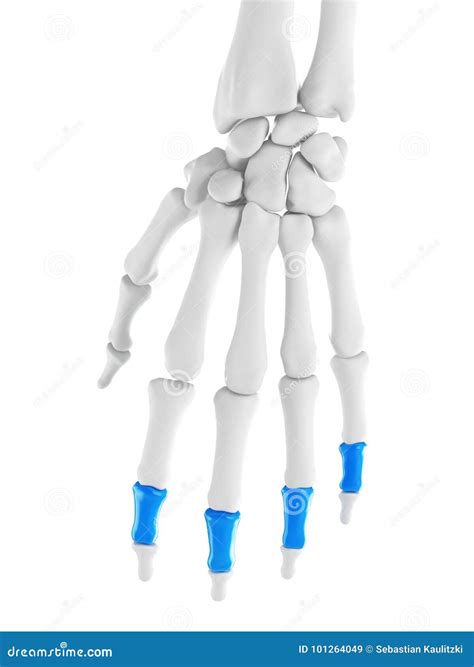 The Middle Phalanges Stock Illustration Illustration Of Accurate
