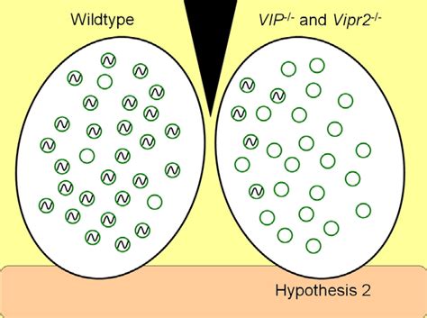 Hypotheses Regarding Which Cells Constitute The Endogenous Pacemakers