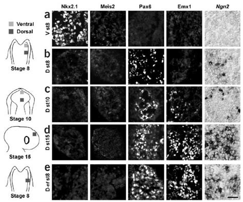 Specification Of Dorsal Telencephalic Character By Sequential Wnt And