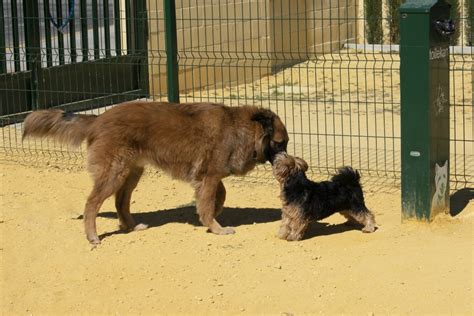 Cuándo se puede sacar a un cachorro Leonberger a la calle Blog de