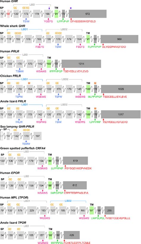 Coding Exon Organizations Of Representative Ghr Prlr Crfa4 Epor And