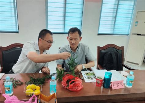 傅松玲教授牵头选育的首个雄榧国家新品种顺利通过实审 安徽农业大学 林学与园林学院