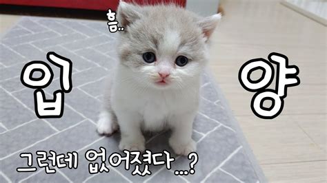 Ep2 고양이 입양하고 싶은 분들 이 영상 먼저 보세요제발 고양이를 입양했는데 사라져 버렸어요 새끼 고양이 입양 Vlog 2 Youtube