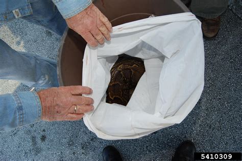 Pythons Genus Python