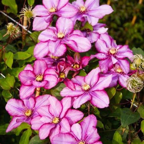 Clematis PARADISO (Patens Group) Order online in EU directly from Holland