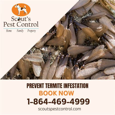 Winged Carpenter Ants Or Subterranean Termites