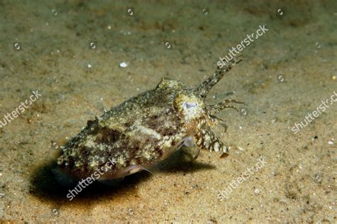 Common Cuttlefish Sepia Officinalis Juvenile Swimming Editorial Stock