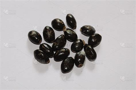 美丽的深褐色番荔枝种子 糖苹果番荔枝番荔枝ata aati mati anoda awz