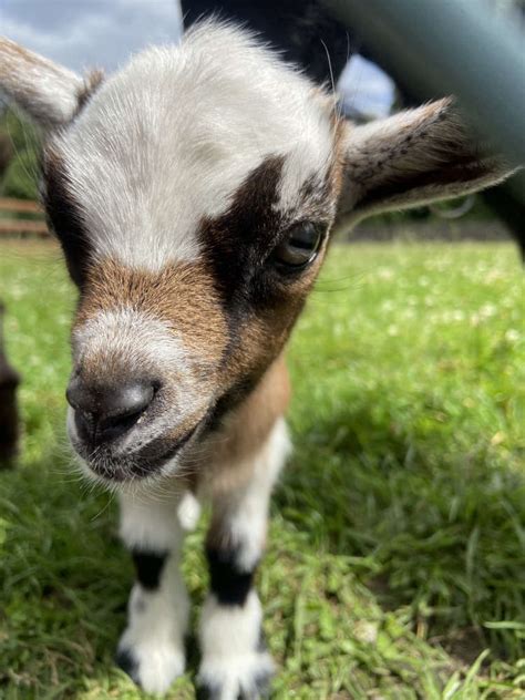 Dublin nursing home issues urgent appeal for stolen Pygmy Kid Goats - Dublin's FM104