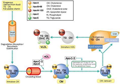 The Apob Apoa I Ratio Is A Strong Predictor Of 54 Off