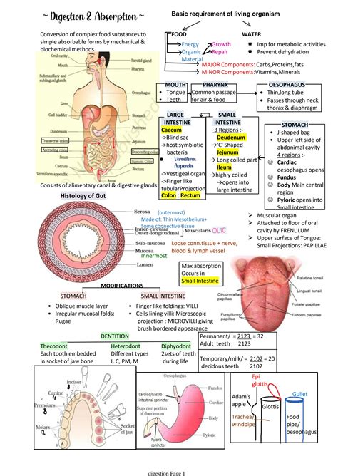 Solution Digestion And Absorption Class 11 Cbse Biology Neet Studypool
