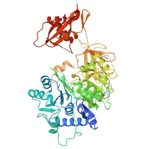 Rcsb Pdb 1lci Firefly Luciferase