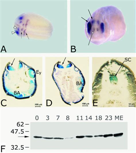 Expression Of Mab21l2 Gene And Protein In Xenopus Laevis Development