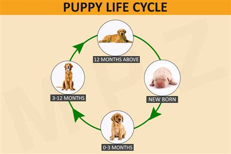 Dog Growth Rate Chart