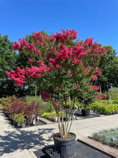 Lagerstroemia Tuscarora Rood 300 350 Cm Container Meerstammig