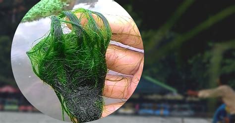 Mancing Ikan Nila Liar Dengan Umpan Lumut Terefektif