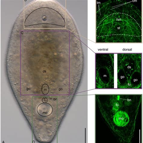 Pdf Mesodermal Gene Expression In The Acoel Isodiametra Pulchra