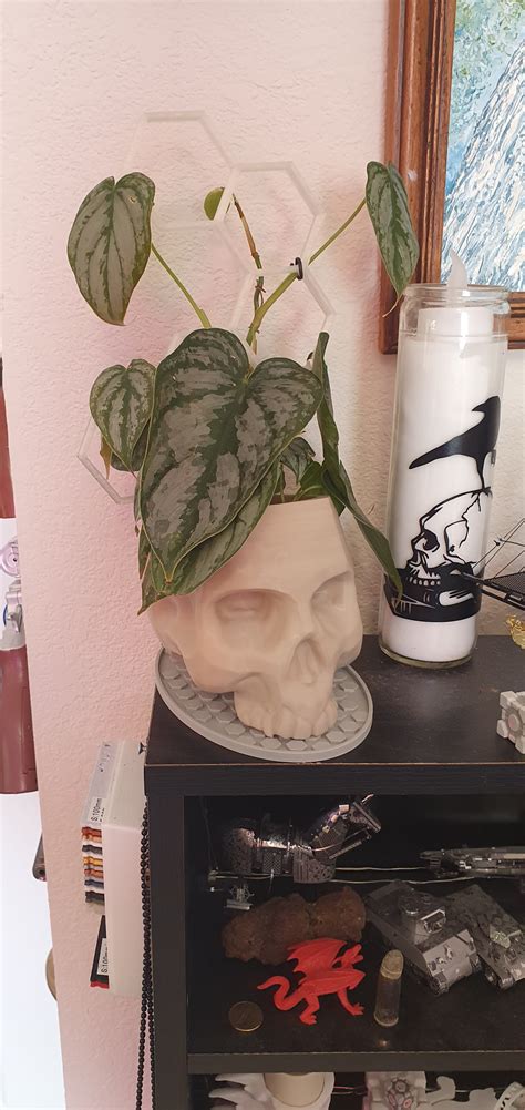 Skull Planter Drip Tray By Nekothechamp Download Free Stl Model