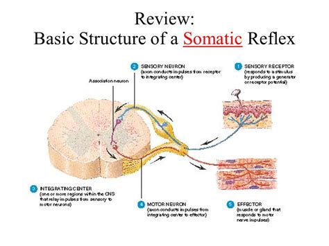 Visceral Somatic Reflex