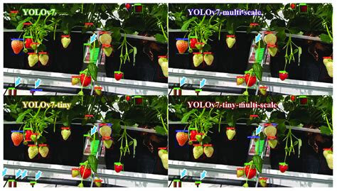 One Scene Of Ripeness Detection From One Video Clip Captured In The Download Scientific Diagram