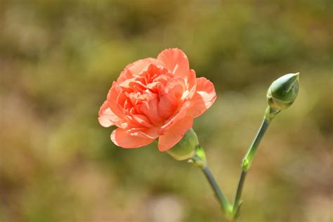 白色康乃馨的花语和象征意义 草百科