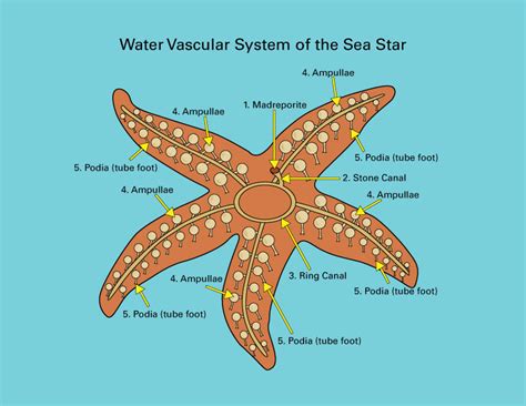 Sea Stars Starfish Anatomically Speaking Seatales Publishing Company
