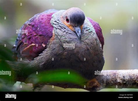 Funny Fat Bird