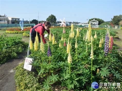 228連假何處去？ 后里中社花市百種花朵嬌豔盛開 蕃新聞